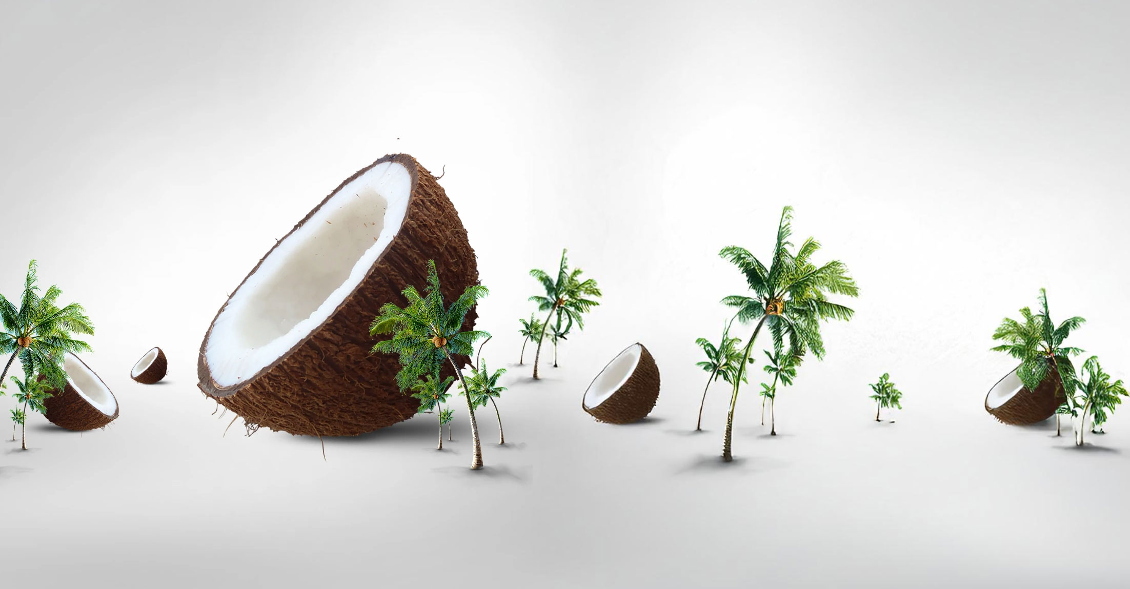 Best Coconut Exporter from Pollachi | India – Aura Coconut